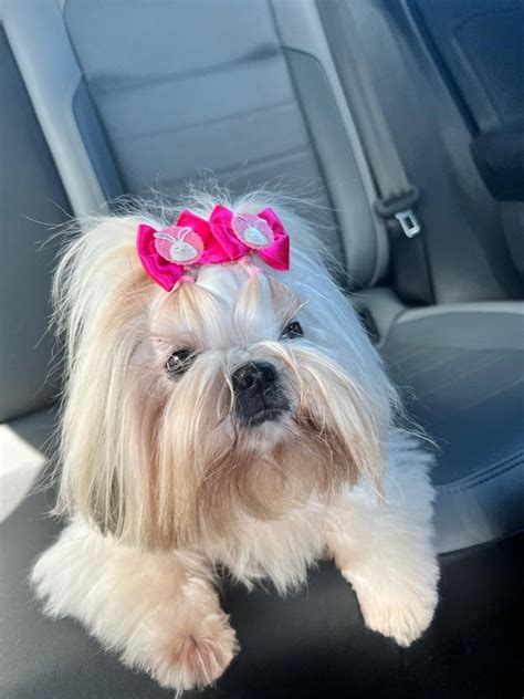 Taking My Grumpy Princess To The Vet 🥰💕 R A