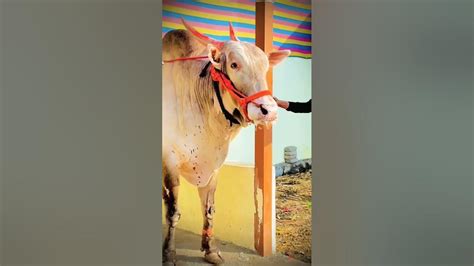 नाद खुळा फाकड्या ️🐂 लक्ष्या व्हिडिओ नक्की बघा 😍 Bailgadasharyatनाद