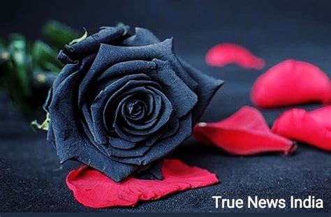 Happy Rose Day 2019 Quotes Wishes Images Whatsapp Sms Blog