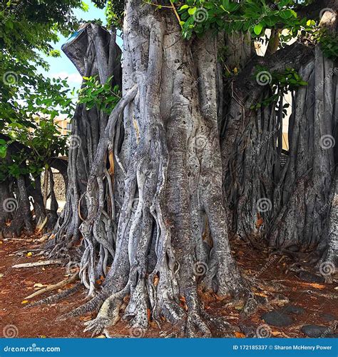 Twisty Trunk Trees Stock Image Image Of Roots Trunks 172185337