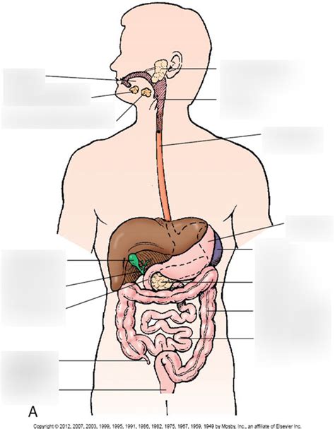 Alimentary Canal Diagram Quizlet