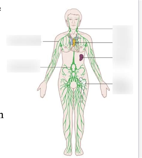 Lymphatic System Study Terms Definitions Ex Dia Flashcards Quizlet