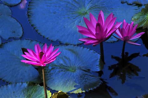 Top 10 Lotus Leaf Tea Health Benefits And Effects 2025