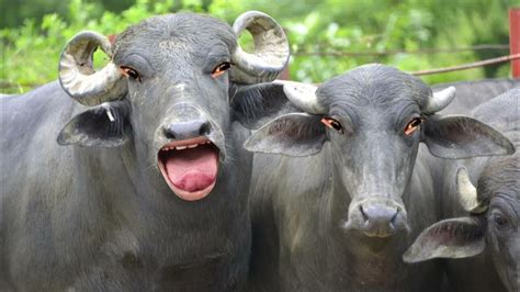 खाना खाऐ गा Buffalo Video Buffalo Sound Youtube