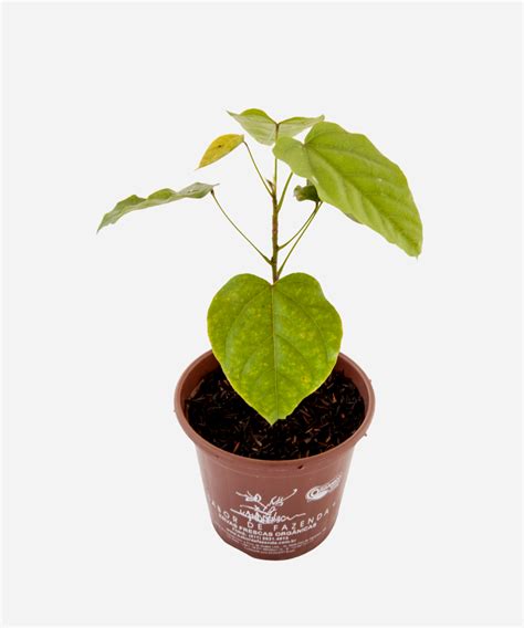 Urucum Bixa Orellana Sabor De Fazenda
