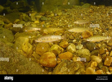 Brook Trout Size At Alannah Macquarie Blog Brook Trout Size At Alannah Macquarie Blog