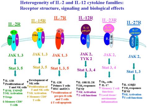 Immunotherapy Of Cancer By Il 12 Based Cytokine Combinations