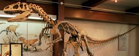 Creation Museum Claims Allosaurus Skeleton Proves Noahs Flood