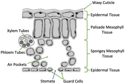 Gcse Biology Unit Diagram Of A Mesophytic Leaf Diagram 58 Off