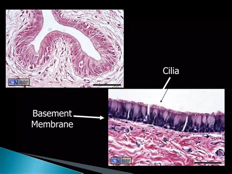 Epithelial Tissue Lecture 3 Ppt