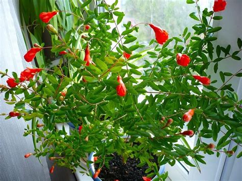 Гранат в Домашних Условиях Выращивание Уход Болезни Отзывы