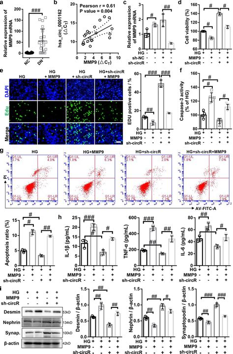 Hsa Circ 0001162 Knockdown Suppressed High Glucose Induced Podocytes