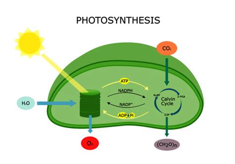 Process Of Photosynthesis Diagram Labeled Describe The Basic