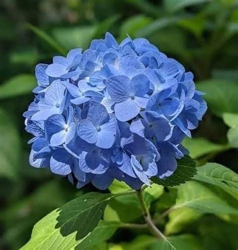 Dwarf Hydrangea Blue Single Plant Pot Buy Aquarium Plants And