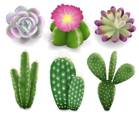 Succulent Vector Images Over