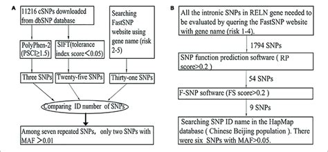 The General Screening Flows Of Exonic A And Intronic B Snps In