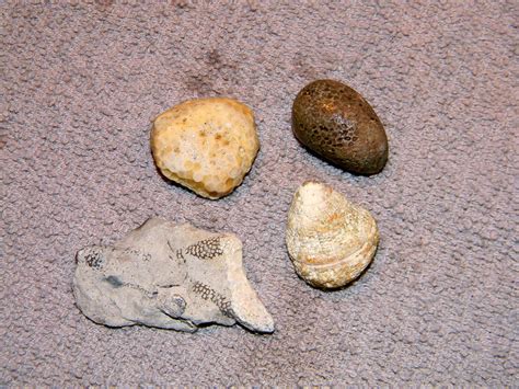 Lake Michigan Fossils By Endofgreatness On Deviantart