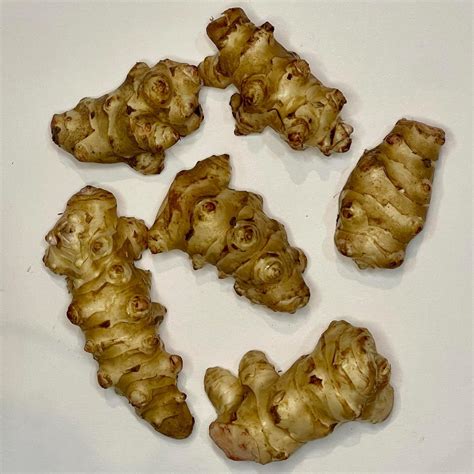 Jerusalem Artichoke Live Tubers 7 Fresh Sunchoke Bulbs