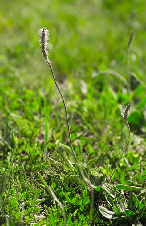 Flowering Plantain Stock Image Image Of Plantainplantago 120156467