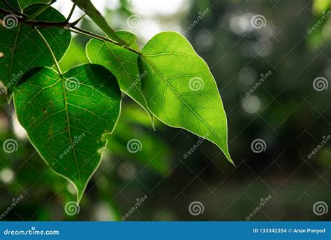Green Bodhi Leaves Royalty-Free Stock Image | CartoonDealer.com #30327106