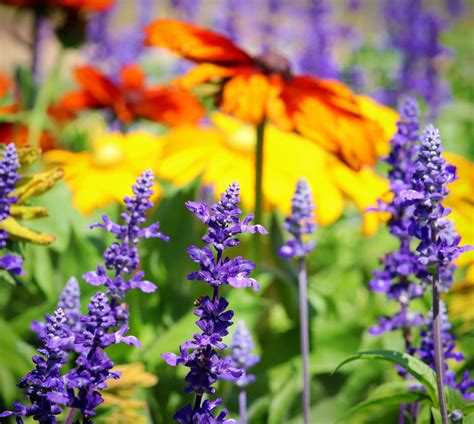 Canonphotography Amatorphotography Margitsziget Virág… Flickr