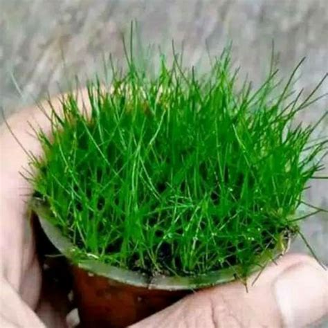 Jual Tanaman Aquascape Hairgrass Mini Tropica Tropika Shopee Indonesia