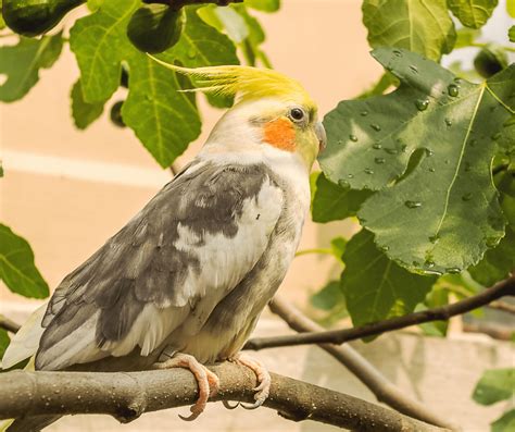 How To Catch A Cockatiel Tips Tricks And Tactics Dr Cockatiel