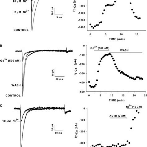T Type Ca²⁺ Current In Human Azf Cells The Voltage Dependent Gating Download Scientific