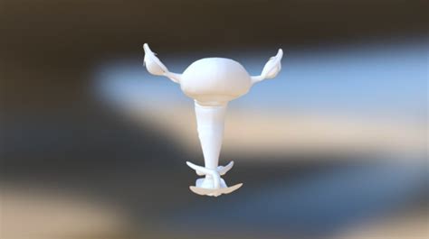 Female Rep Sys 3d Model By Slccanatomy [7a43fa5] Sketchfab