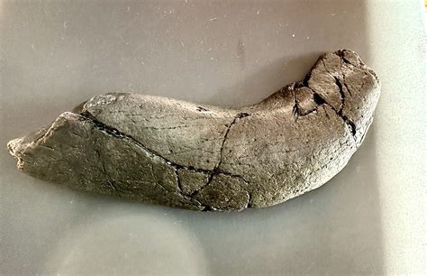 Fossil Tusk Fossil Id The Fossil Forum