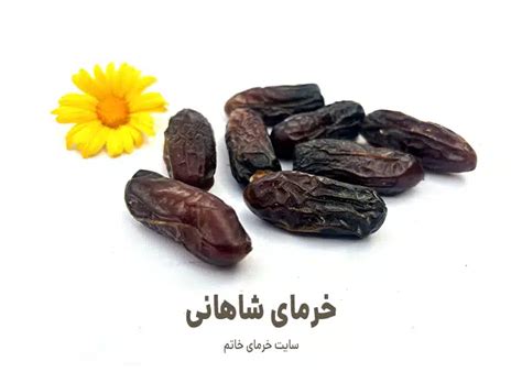 انواع خرما ایران را با اسم وعکس بشناسید 12 خرمای برتر خرمایی