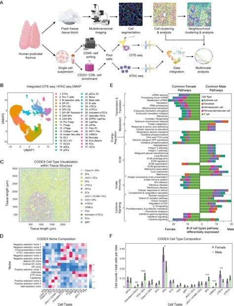 Sex Biased Human Thymic Architecture Guides T Cell Development Through