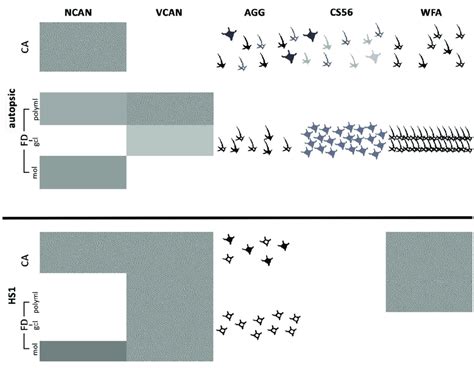 Schematic Summary Of The Key Differences In Expression Of ECM Download Scientific Diagram