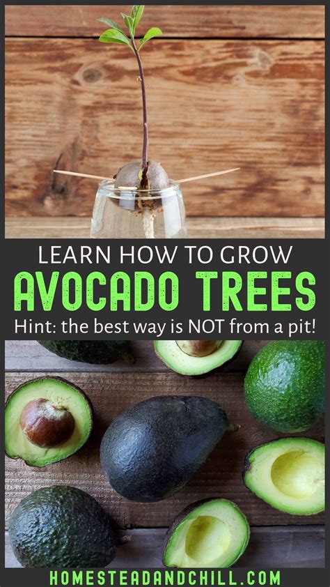 An Avocado Plant Growing In A Glass With The Words Learn How To Grow