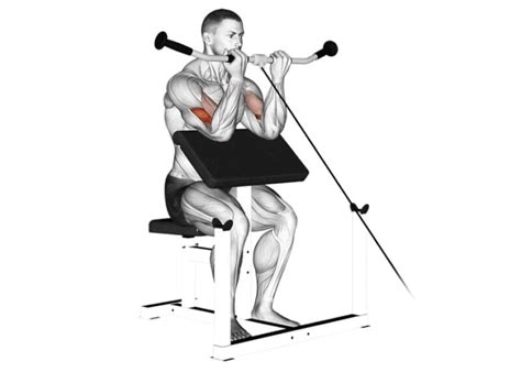 Curl à La Barre Comment Muscler Ses Biceps Avec Le Curl Barre