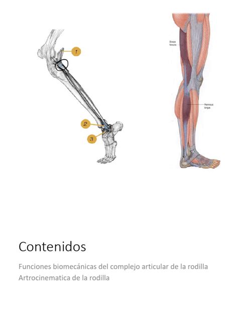 Biomec Nica de Rodilla | PDF