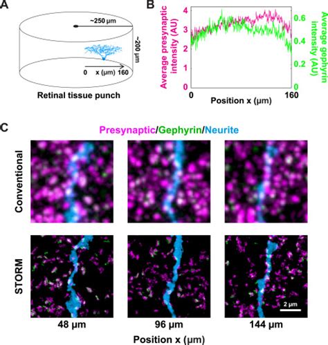 Mapping Synaptic Input Fields Of Neurons With Super Resolution Imaging Cell