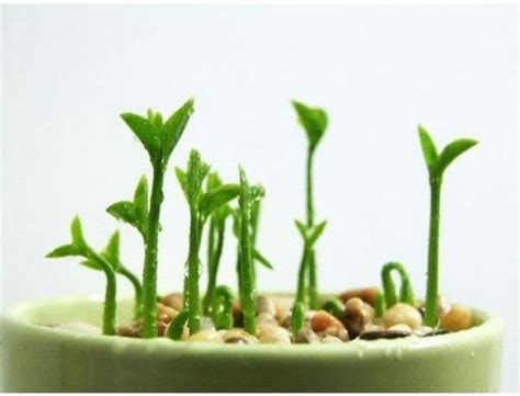 How To Grow Your Own Lemon Tree 9 Pics