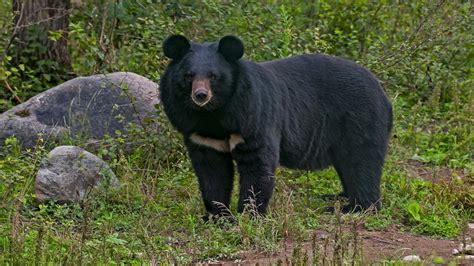 Indian Bears Greenverz