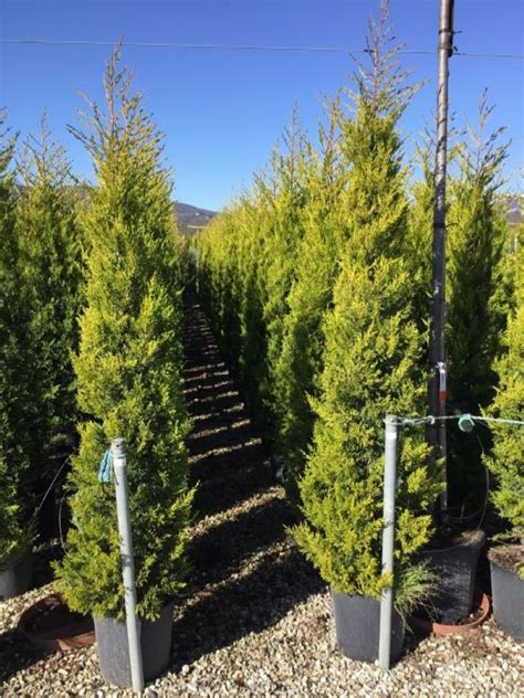 Italian Cypress Hedging Harrod Outdoors