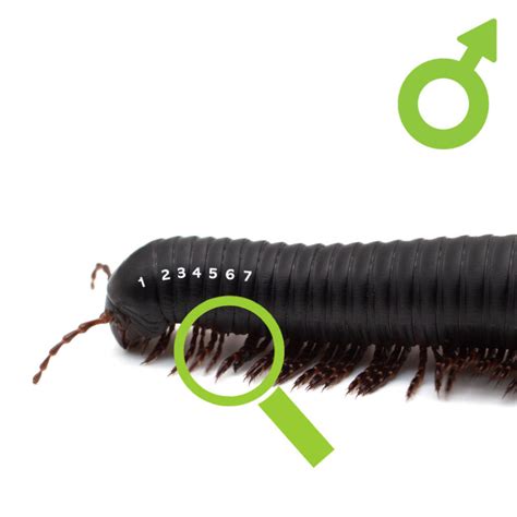 Sex Determination Of Millipedes Insektenliebe