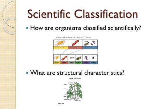 Ppt Scientific Classification Powerpoint Presentation Free Download Id 2412656