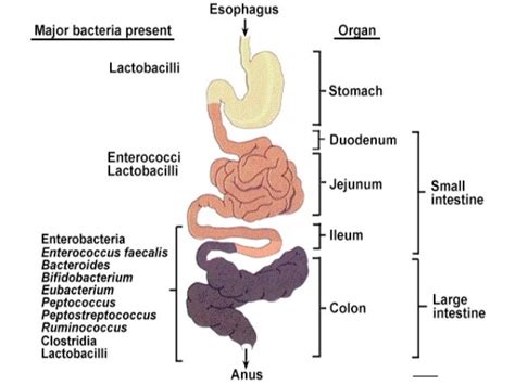 Normal Gut Flora