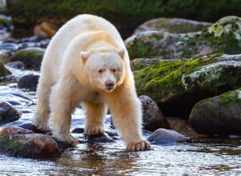 Kermode Bear Spirit Bear Animal Pictures A Z Animals