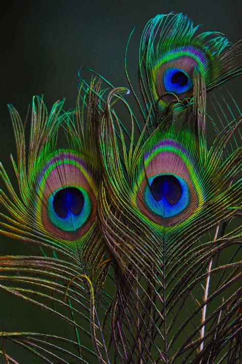 Download Green Peacock Feathers Picture | Wallpapers.com