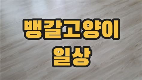 뱅갈고양이 일상 Youtube