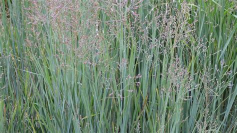 How To Plant Grow And Care For Frosted Explosion Grass