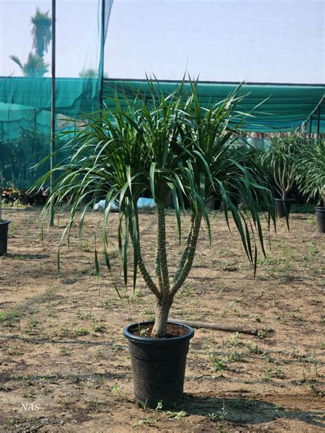 Najam Al Sahraa Landscaping And Gardening Llc On Linkedin Goodmorning
