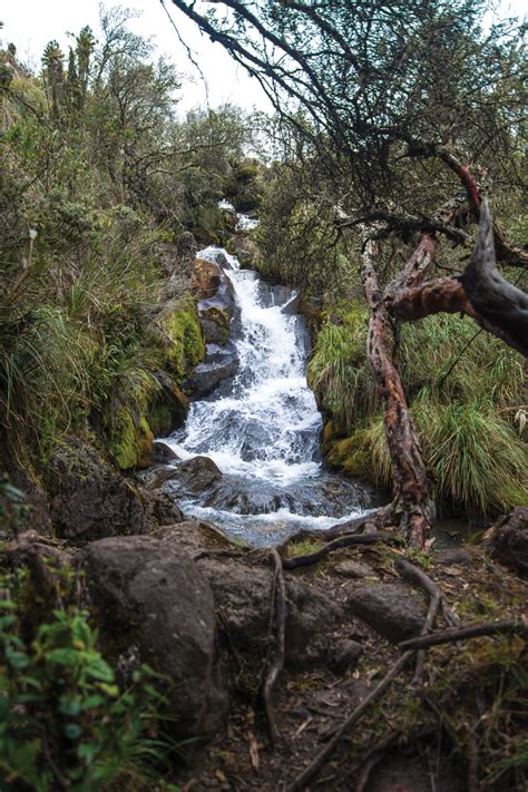 Bosque De Polylepis Reserva Ecológica El Ángel Clave Turismo Ecuador