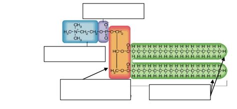 CPA Biology Lipids Diagram Quizlet